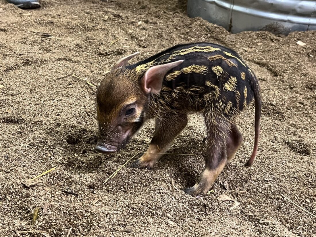 Surprise! Oglebay Good Zoo Welcomes Baby Hog | News, Sports, Jobs - The ...